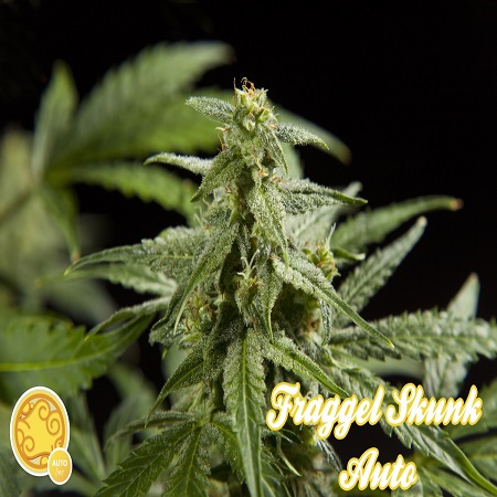 Fraggle Skunk Auto Feminized Marijuana Seeds by Philosopher Seeds - Sensible Seeds