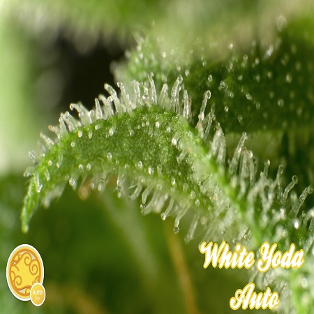 White Yoda Auto Feminized Cannabis Seeds by Philosopher Seeds ...