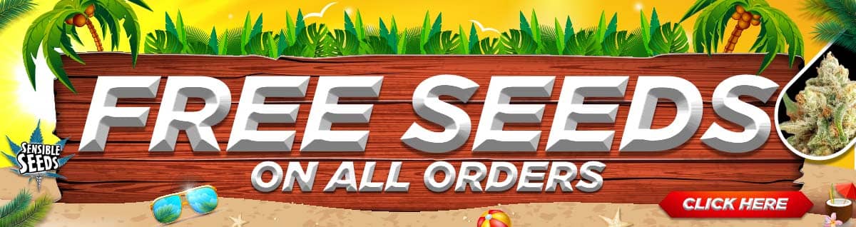 Sensible Seeds: The leading supplier of Cannabis Seeds for 25 years