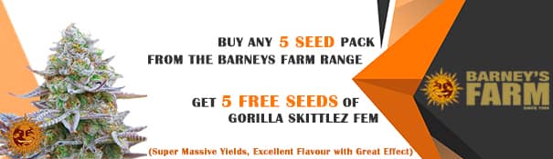 Sensible Seeds: The #1 Marijuana Seed Bank Since 2000