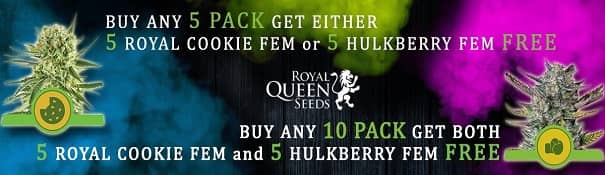 Sensible Seeds: The #1 Marijuana Seed Bank Since 2000