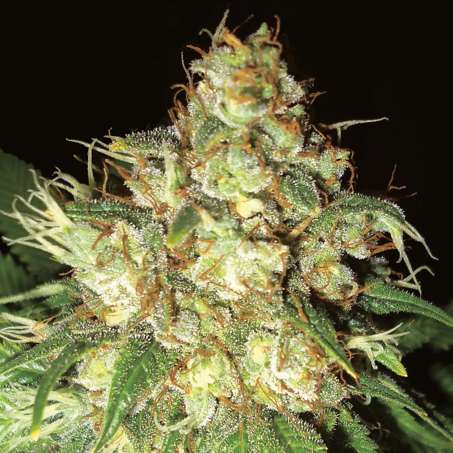 Bubba Cheese Auto Feminized Cannabis Seeds by Emerald Triangle Seeds ...
