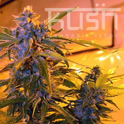 Critical Kush Auto Feminized Cannabis seeds - Sensible Seeds