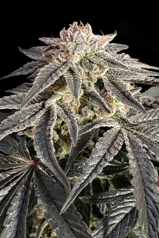 Permanent Marker Feminized Cannabis Seeds - Sensible Seeds