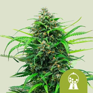 Buy Pink Runtz Auto Feminised by Royal Queen Seeds - Sensible Seeds